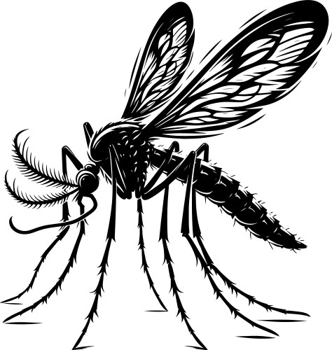Mosquito silhouette isolated on white background Vector Image