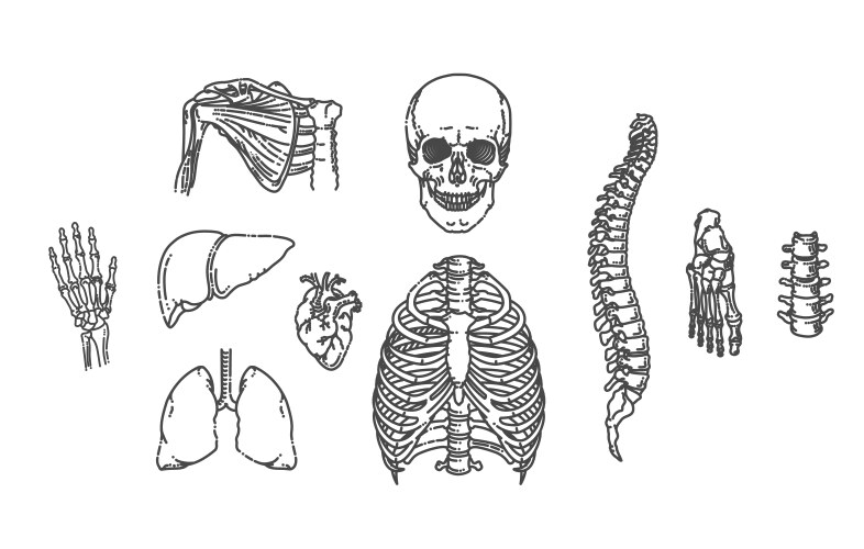 Human Body Parts Outline Vector Images (over 5,800)
