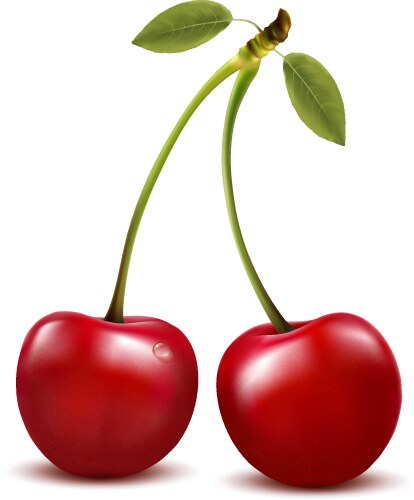 Cherry Vector Images (over 160,000)