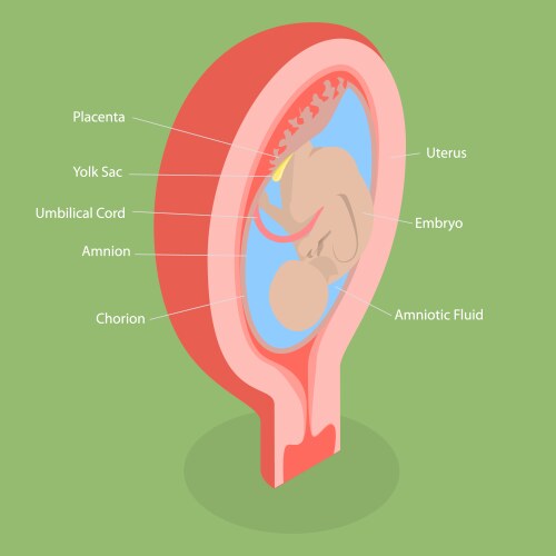 Placenta Cartoon Vector Images (over 110)