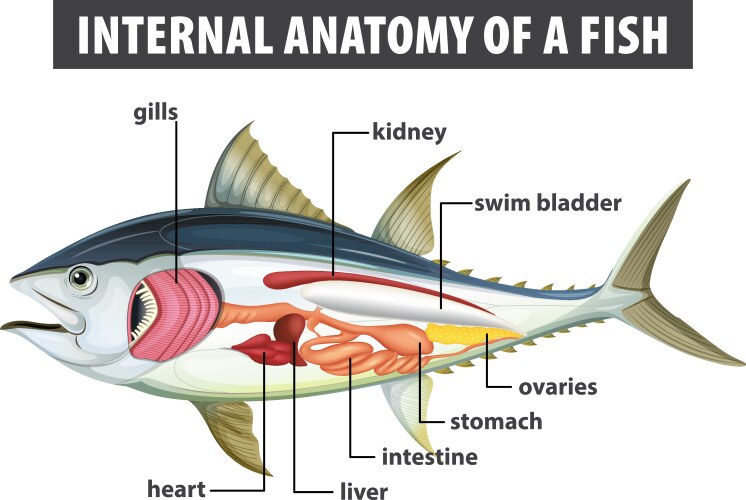 Detailed diagram of fish internal organs Vector Image