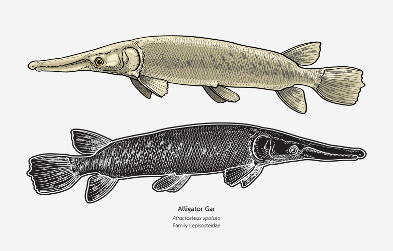 Alligator Fish Vector Images (over 1,000)