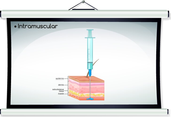 Scientific medical intramuscular injection Vector Image