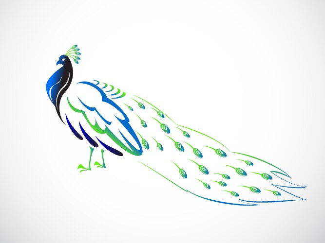 Beautiful peacock Royalty Free Vector Image - VectorStock