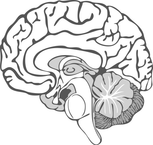 Structure of human brain section schematic Vector Image