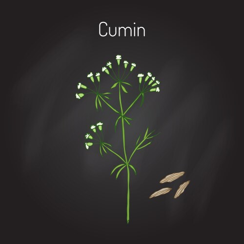 Black Cumin Vector Images (over 750)