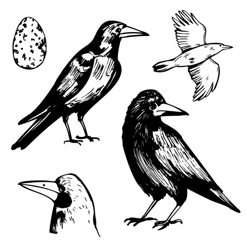 Rook Bird Vector Images (over 690)