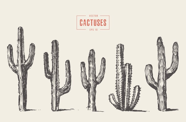 Cactus Sketch Vector Images (over 8,400)