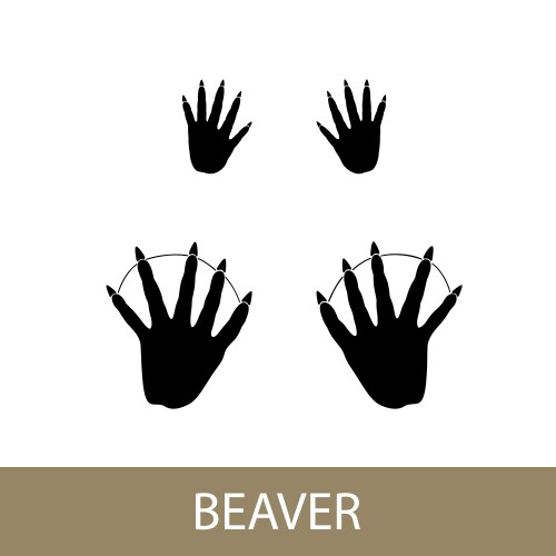 European beaver trace banner Royalty Free Vector Image