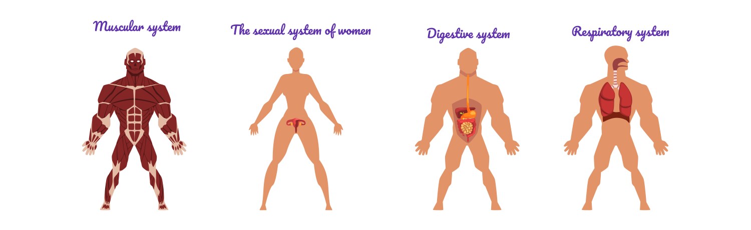 Man body parts structure Vector Images & Graphics for Commercial Use ...