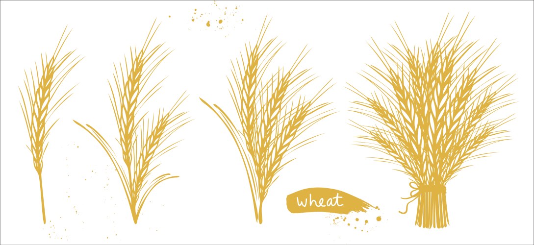 Barley Vector Images (over 36,000)