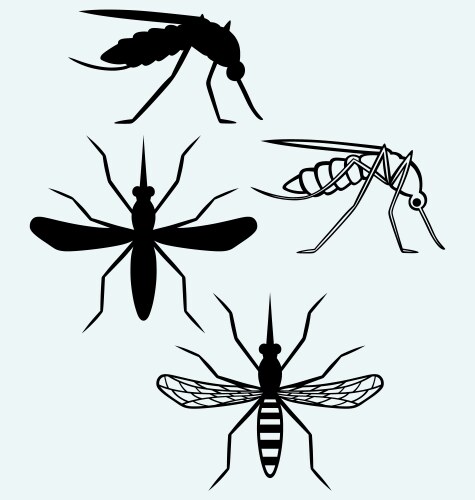Mosquito Vector Images (over 16,000)