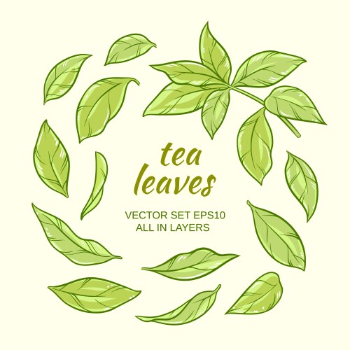 Tea Leaves Vector Images (over 19,000)
