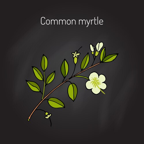 Myrtle Drawing Vector Images (over 110)