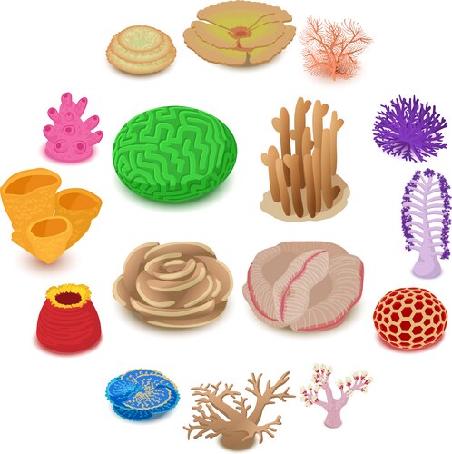 Coral reefs set Royalty Free Vector Image - VectorStock