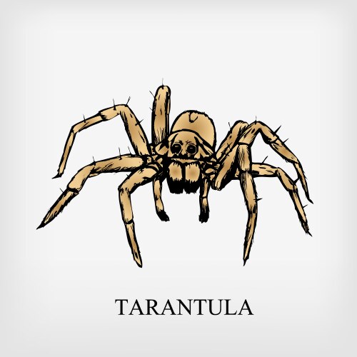Tarantula spider mascot Royalty Free Vector Image