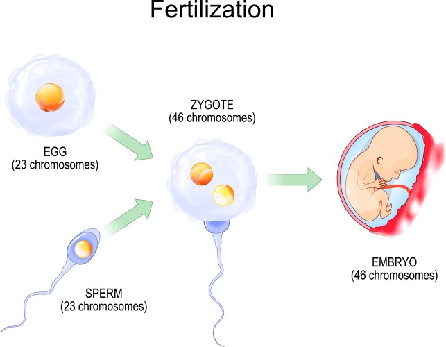 Fertilization process Royalty Free Vector Image