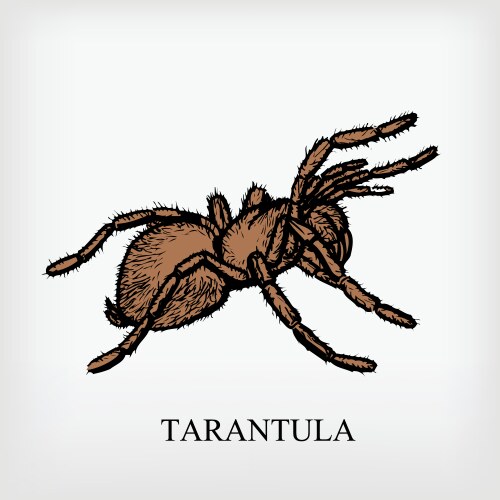 Tarantula Vector Images (over 6,100)