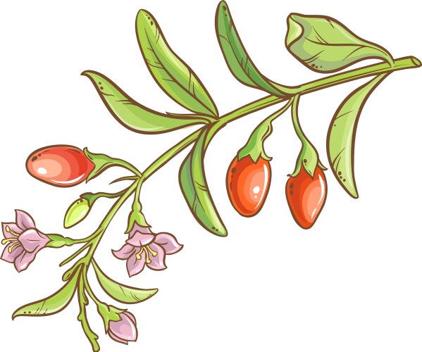 Goji berry Royalty Free Vector Image - VectorStock