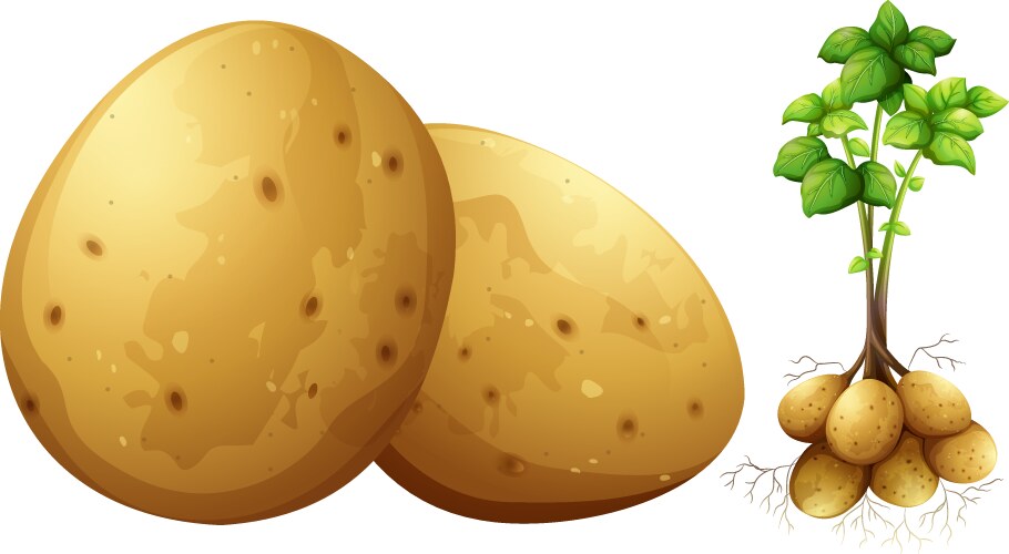 Potatoes Royalty Free Vector Image - VectorStock