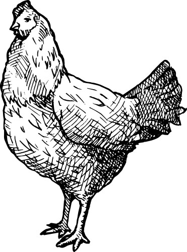 Hen Vector Images (over 45,000)
