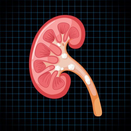 Kidney Vector Images (over 22,000)