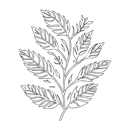 Ash leaf floral outline sketch Royalty Free Vector Image