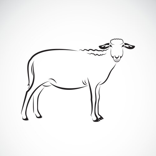 Continuous one line drawing a little lamb sheep Vector Image