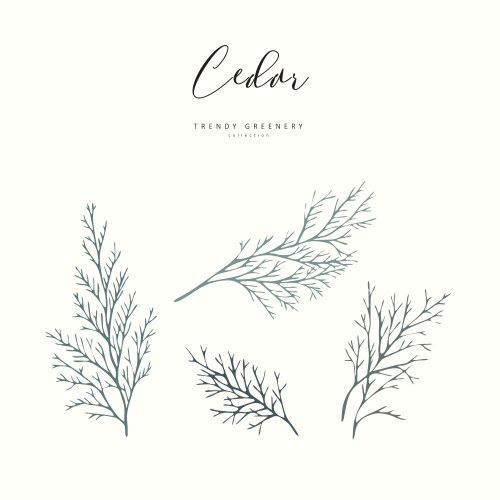 Cedar Leaf Vector Images (over 3,200)