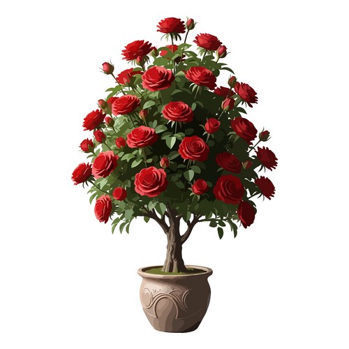 Elegant topiary red rose bush in decorative pot Vector Image