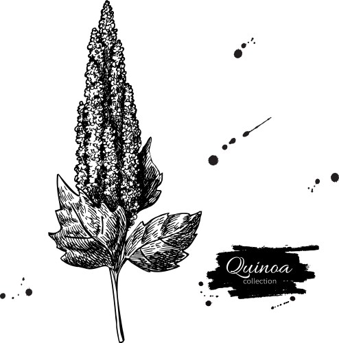 Quinoa Vector Images (over 1,300)