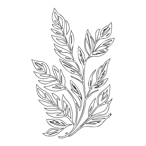 Ash leaf floral outline sketch Royalty Free Vector Image