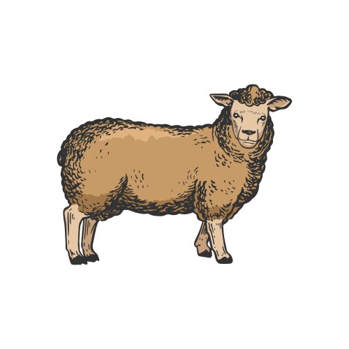 Leicester Sheep Vintage Engraving Royalty Free Vector Image