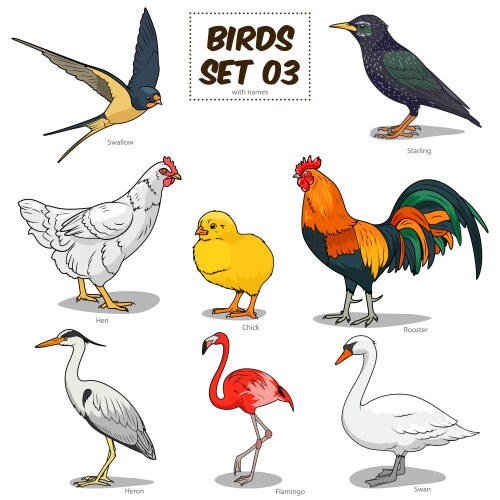Bird set cartoon colorful Royalty Free Vector Image