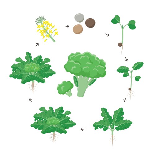 Broccoli plant life cycle growing stages set Vector Image