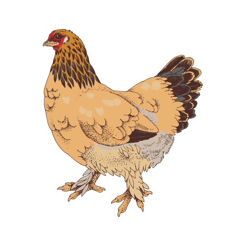 Hand drawn of brahma chicken Royalty Free Vector Image