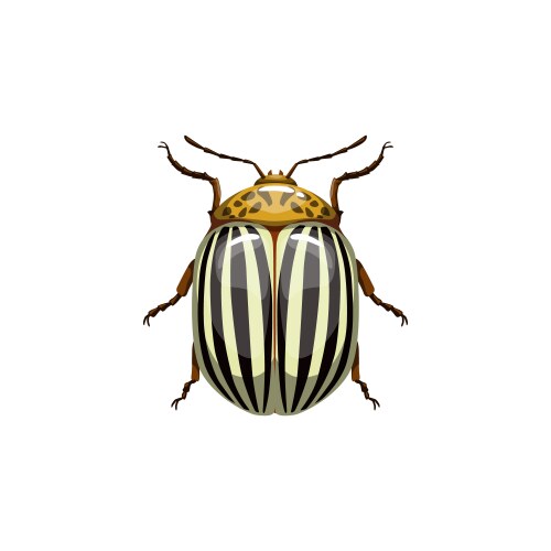 Potato beetle insect cartoon Royalty Free Vector Image