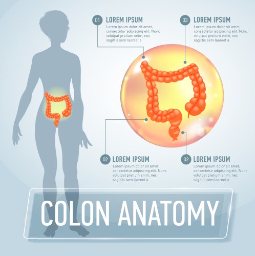 Medical Infographic Colon Vector Images (over 440)