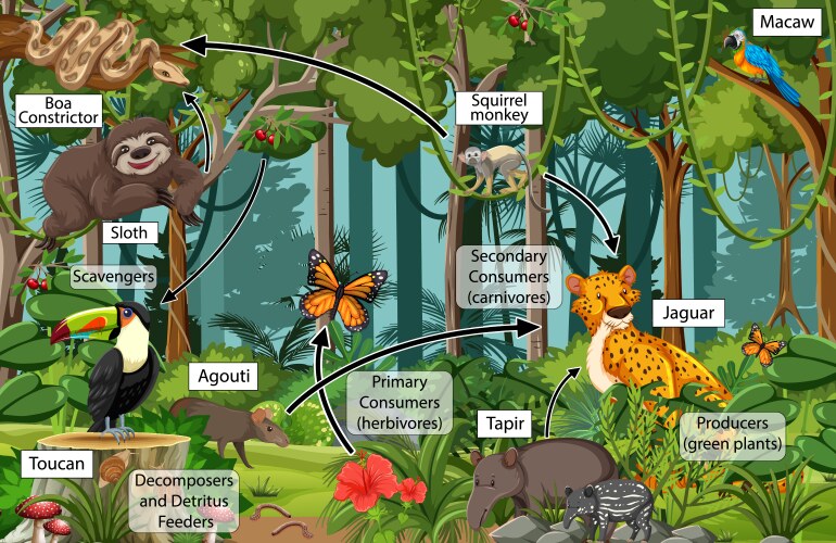 Food chain diagram concept on forest background Vector Image