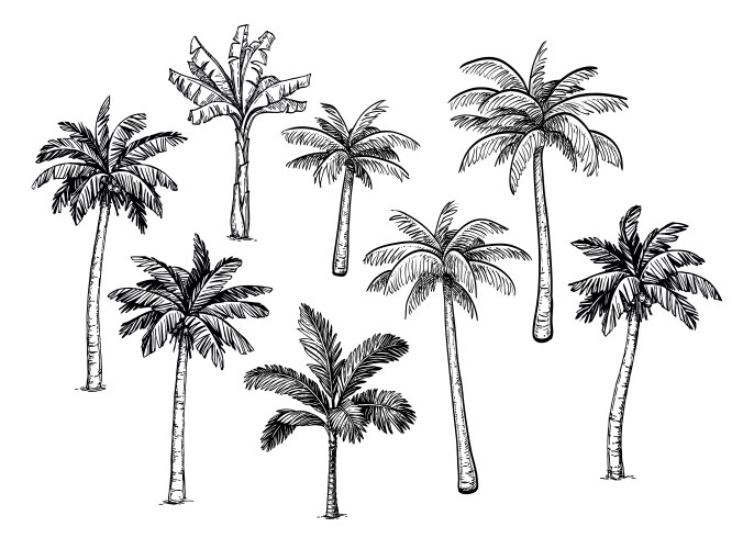 Palm Trees Vector Images (over 150,000)