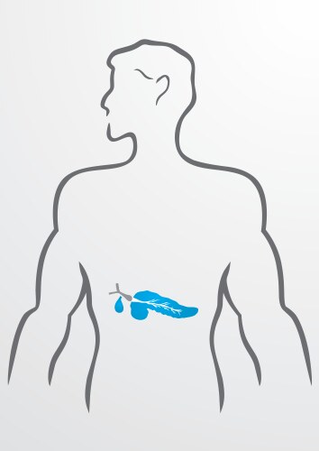 Pancreas Vector Images (over 6,100)