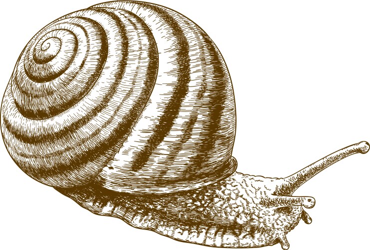 Snail Vector Images (over 45,000)