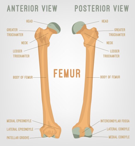 Femur bone structure Royalty Free Vector Image
