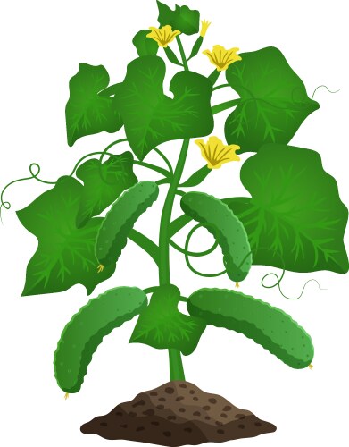 Cucumber plant colored detailed Royalty Free Vector Image