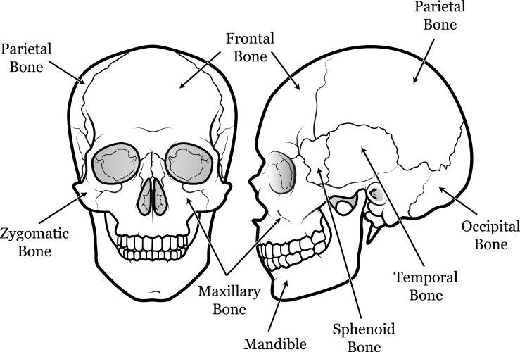 Skull Outline Vector Images (over 34,000)