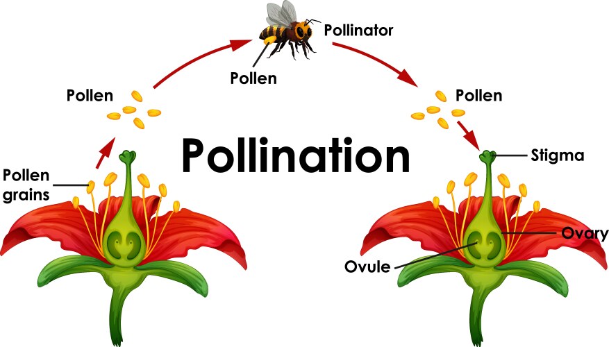 Diagram showing pollination with flower and bee Vector Image