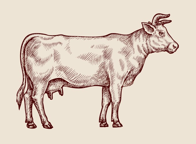 Cow Vector Images (over 120,000)