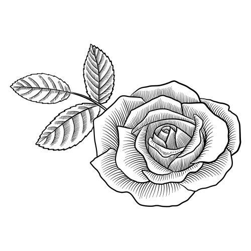 Rose Royalty Free Vector Image - VectorStock