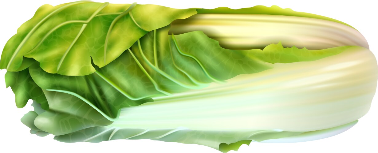 Cabbage object Royalty Free Vector Image - VectorStock