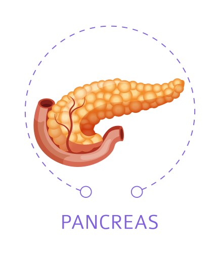 Pancreas Royalty Free Vector Image - VectorStock
